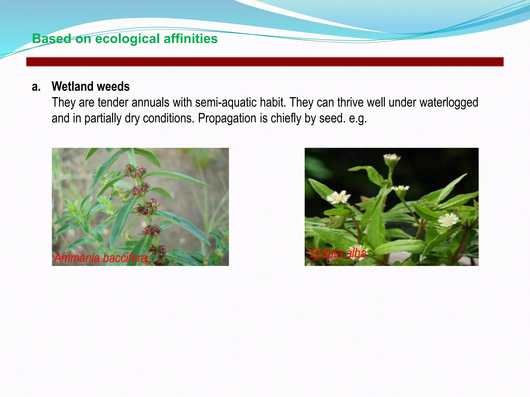 Weed Classification | PPTX