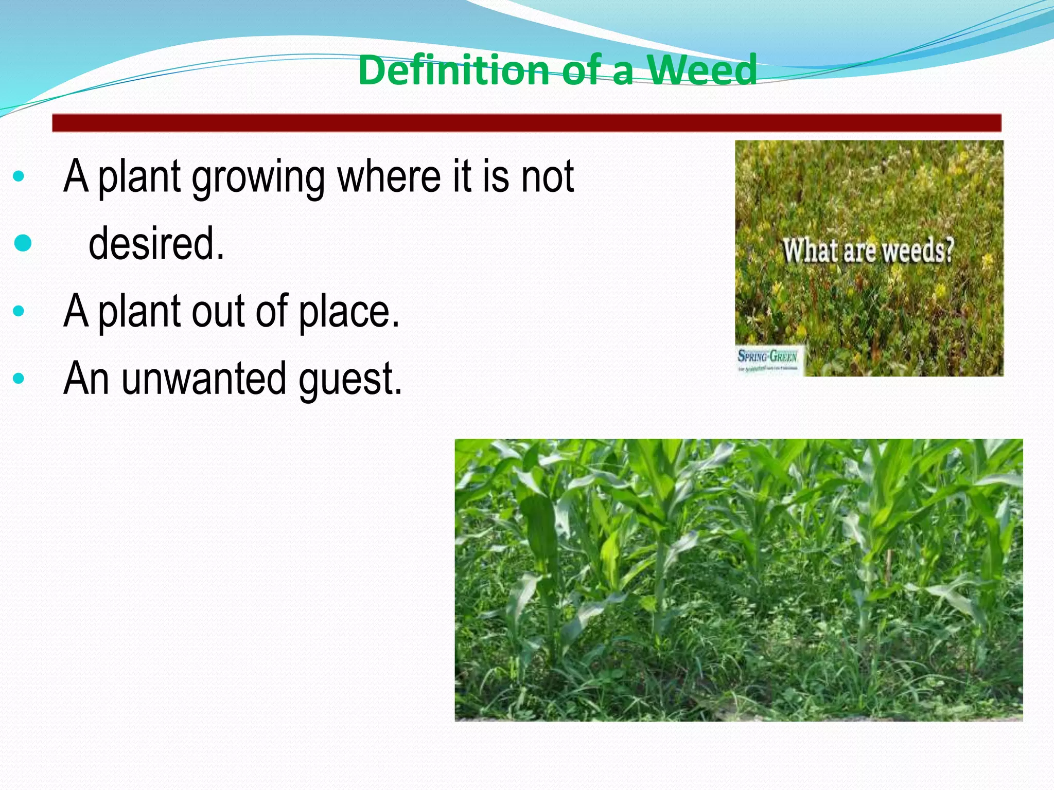 Weed Classification | PPTX