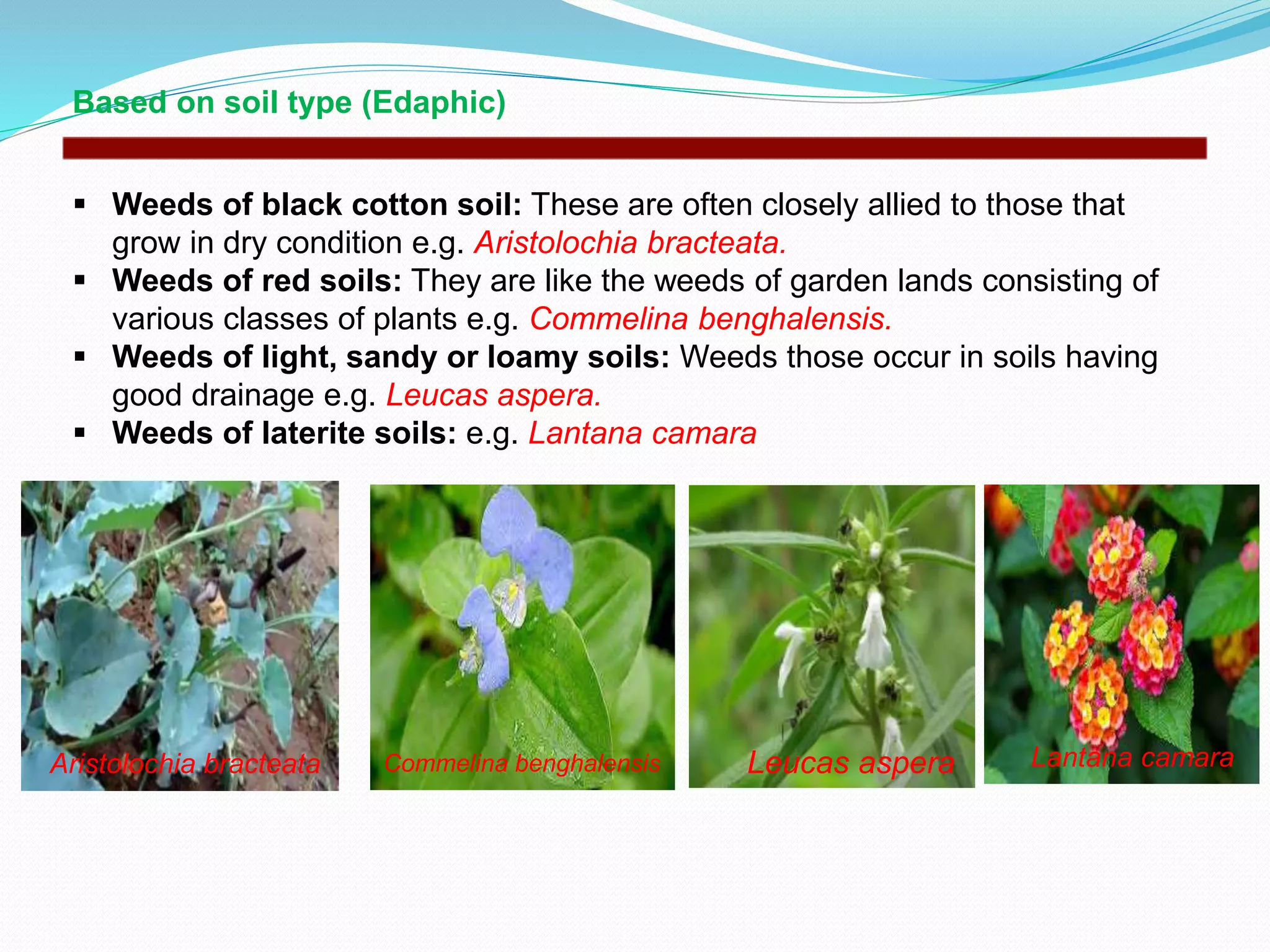 Weed Classification | PPTX