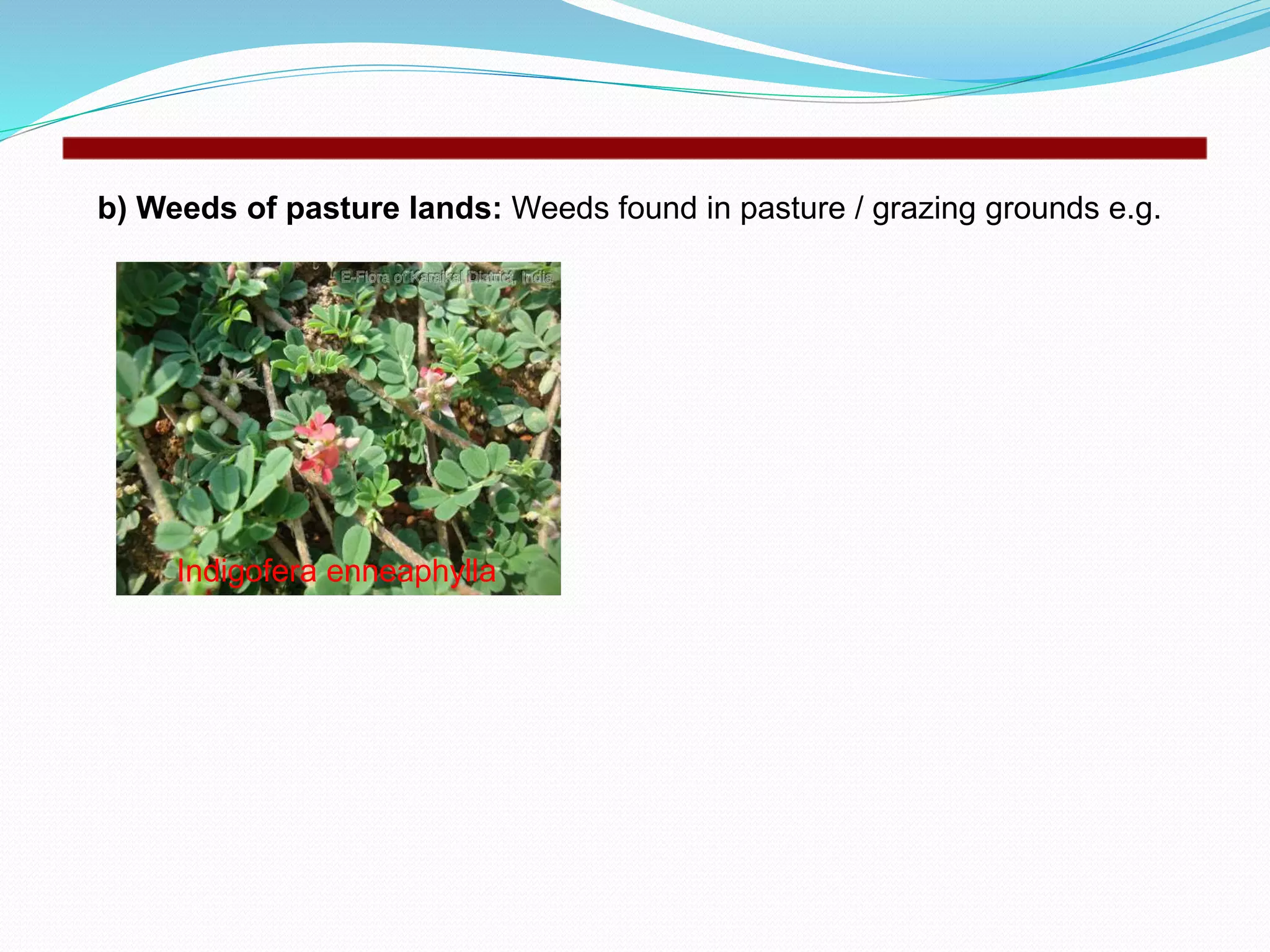 Weed Classification | PPTX