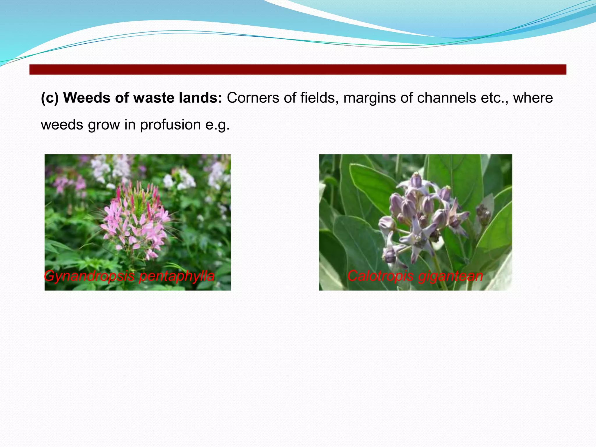 Weed Classification | PPTX