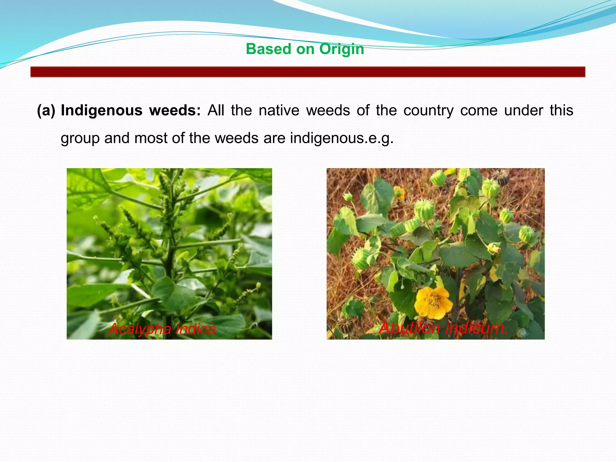 Weed Classification | PPTX