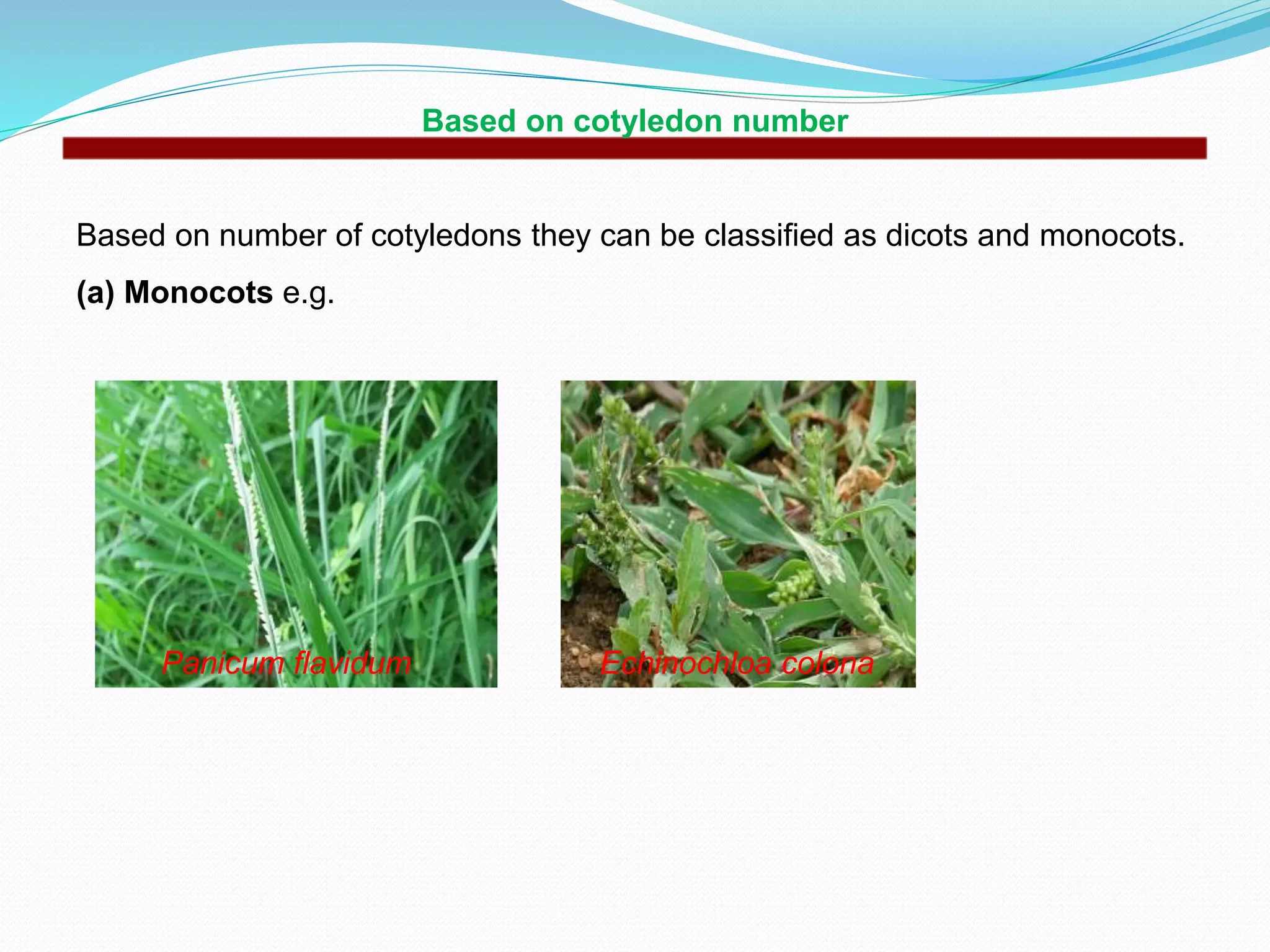 Weed Classification | PPTX
