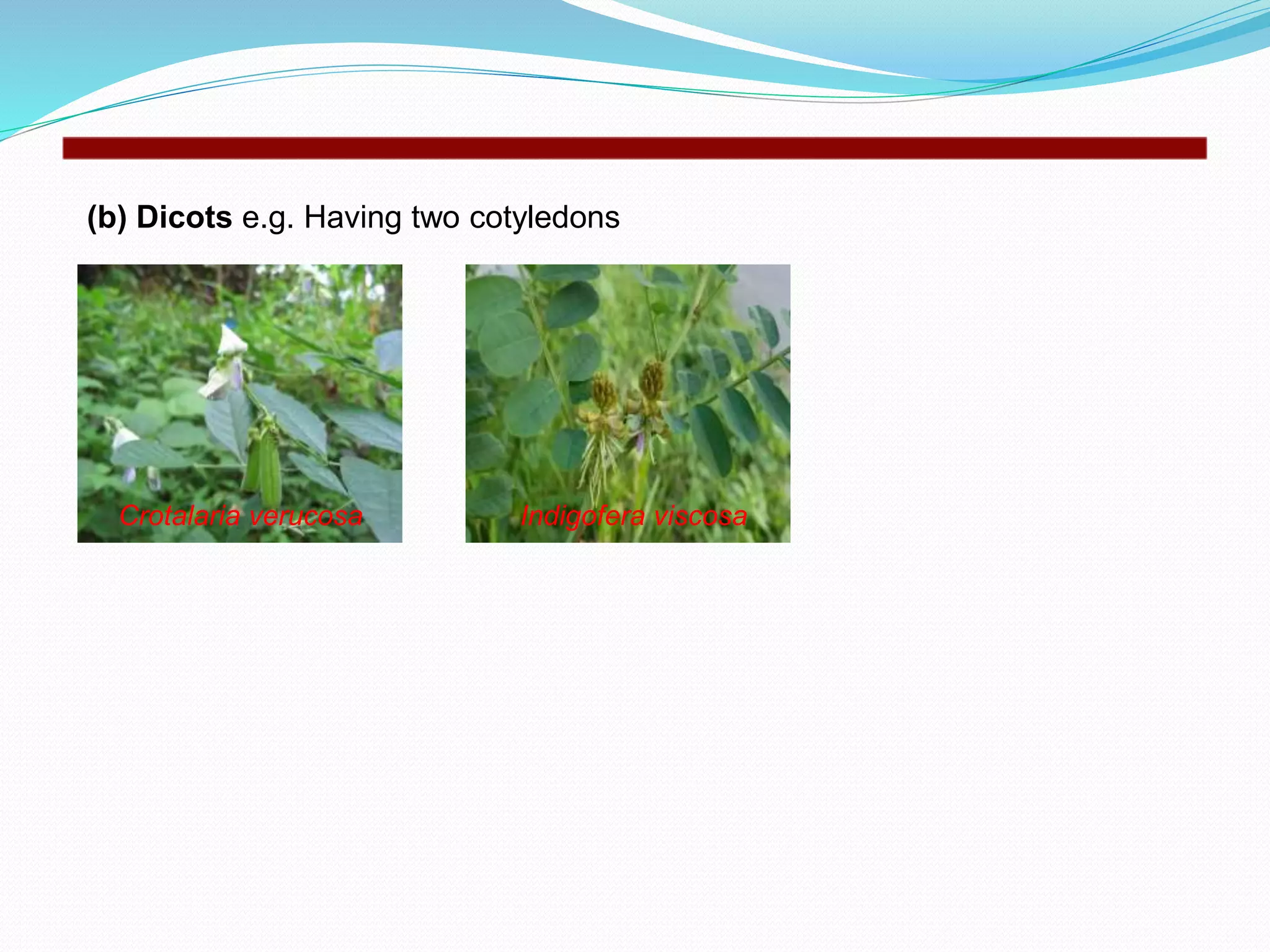 Weed Classification | PPTX