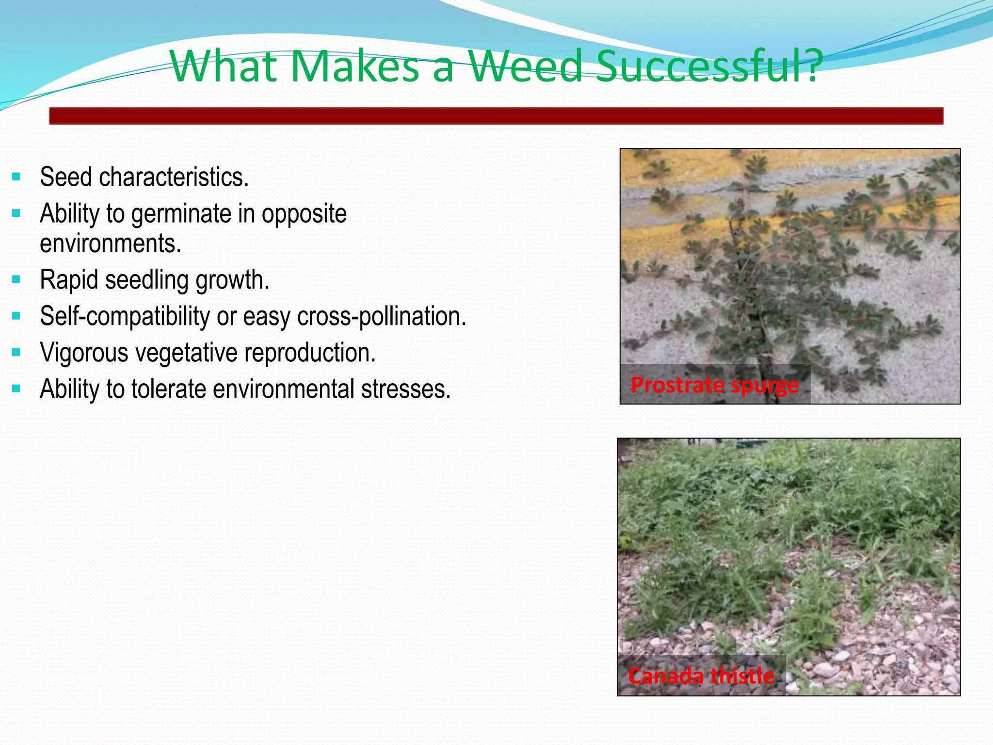 Weed Classification | PPTX