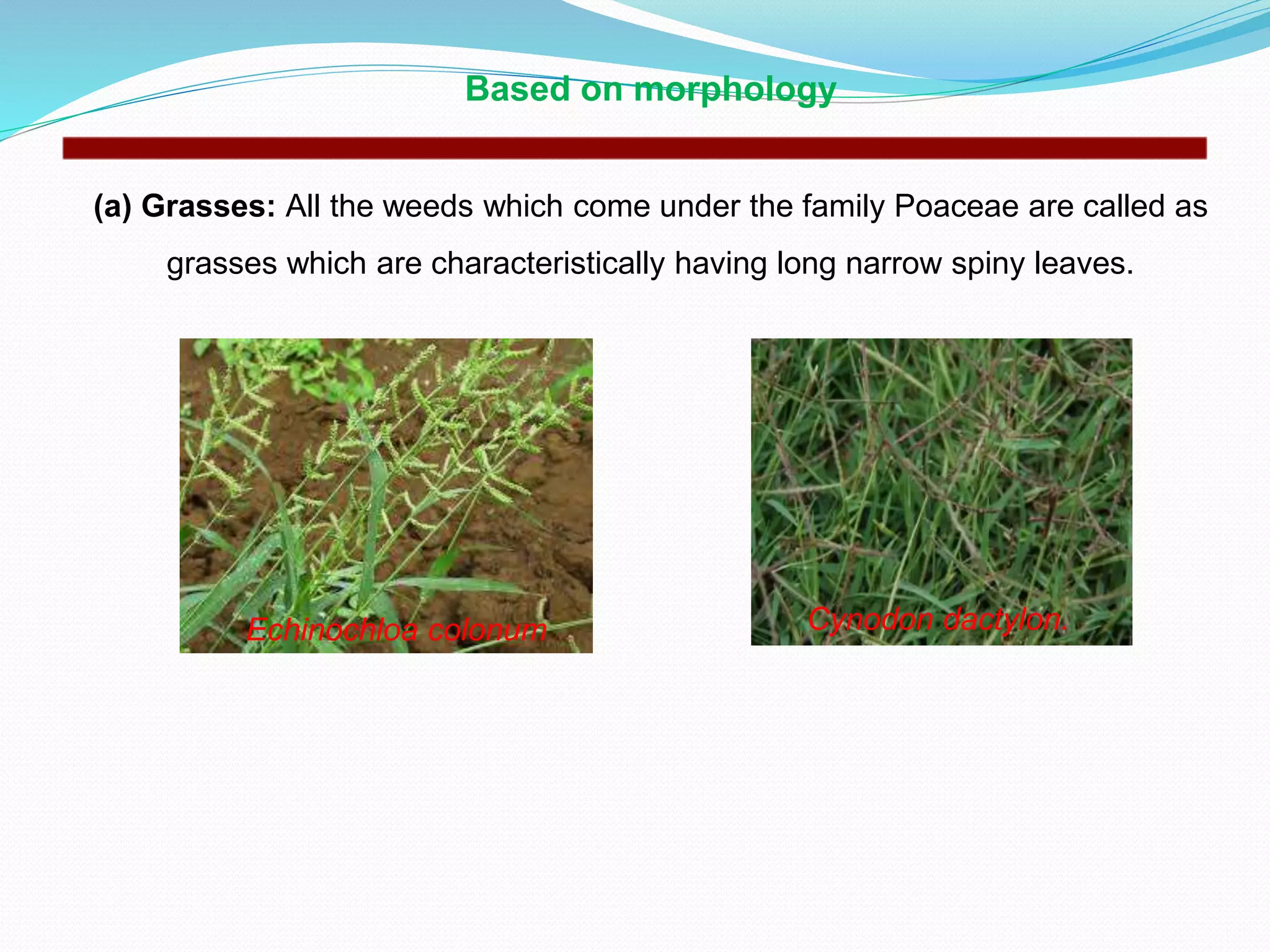 Weed Classification | PPTX
