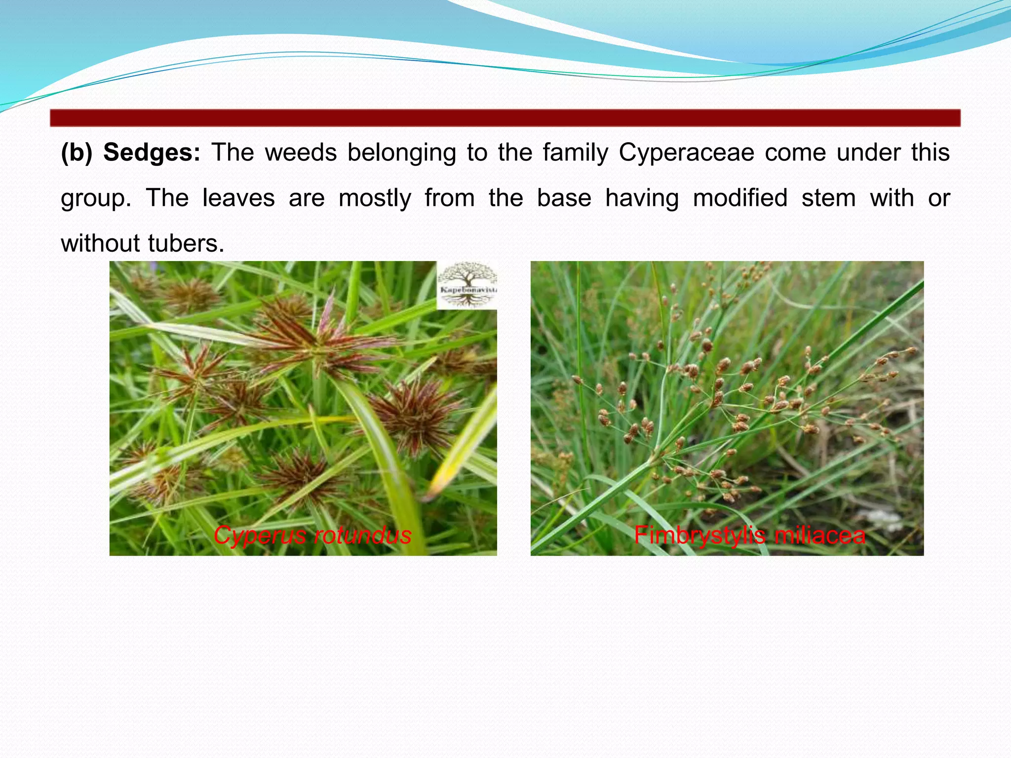 Weed Classification | PPTX