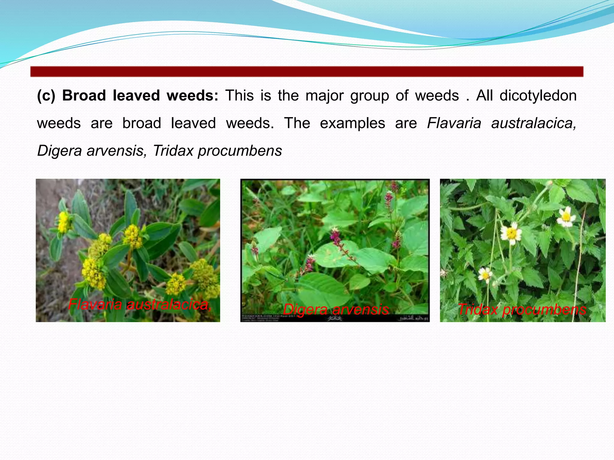 Weed Classification | PPTX