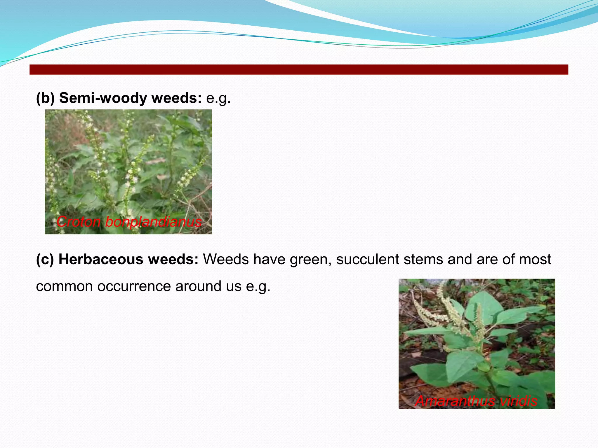 Weed Classification | PPTX