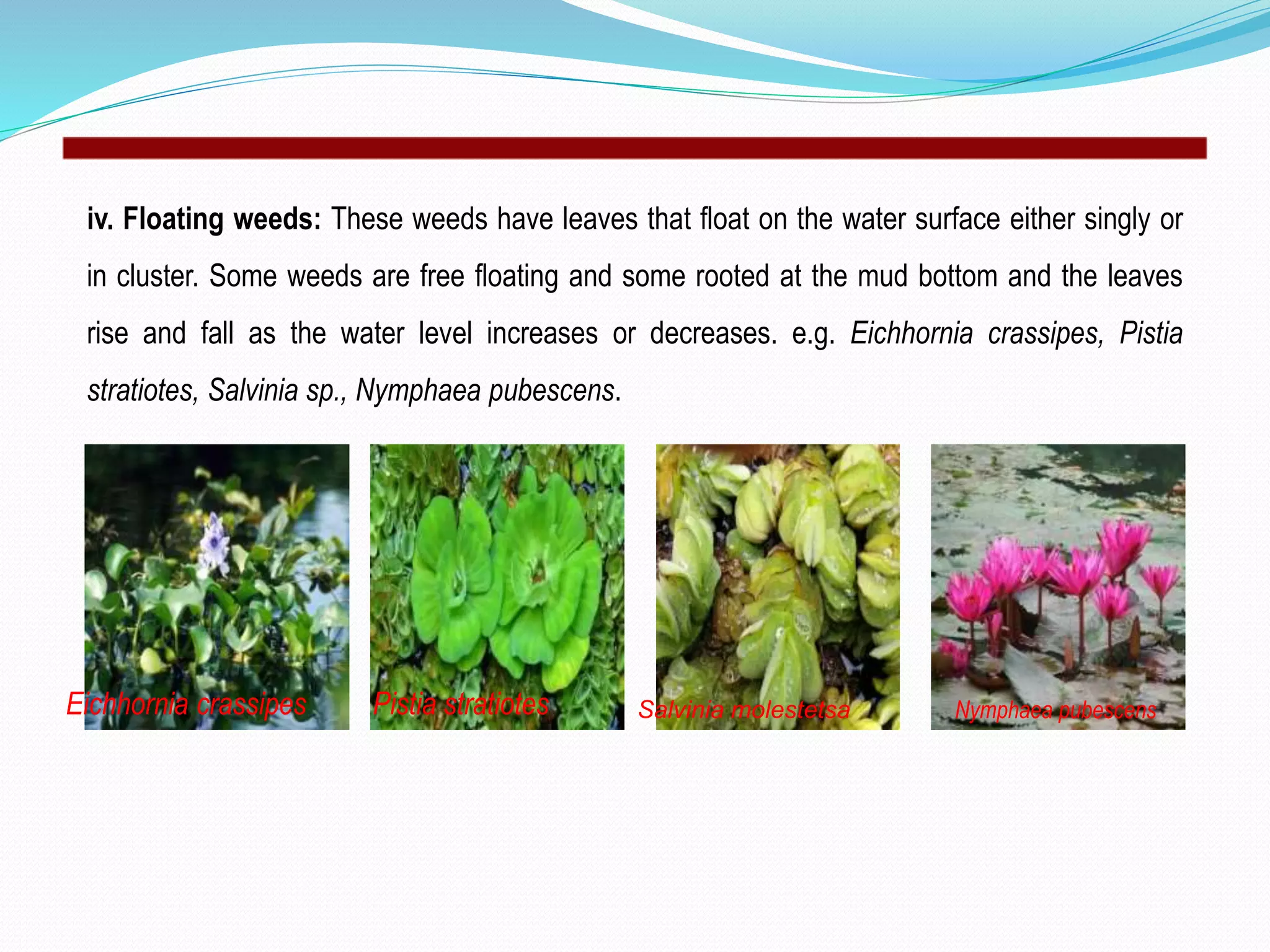 Weed Classification | PPTX