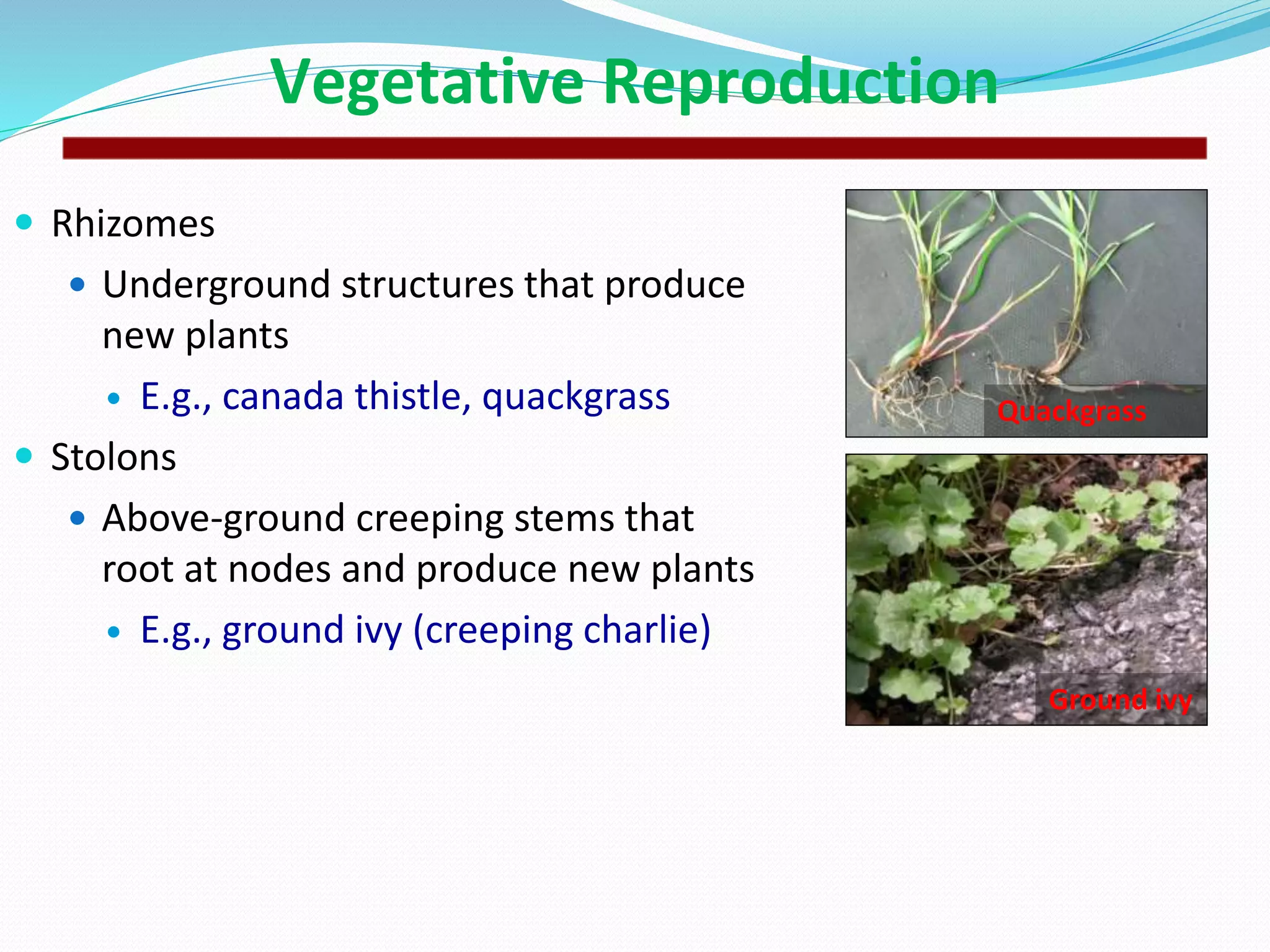 Weed Classification | PPTX