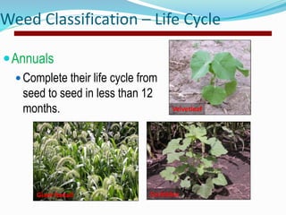 Weed Classification | PPTX