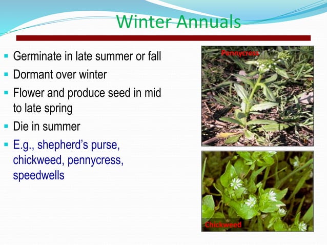 Weed Classification | PPTX