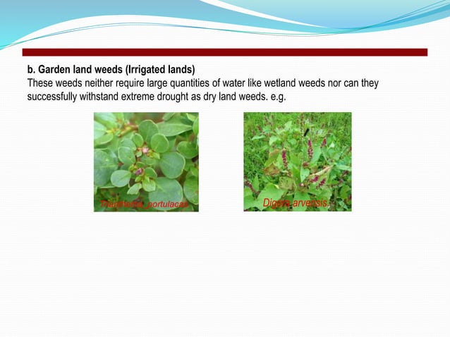 Weed Classification | PPTX