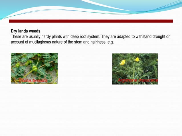 Weed Classification | PPTX