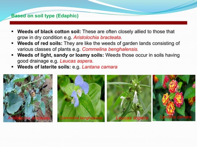 Weed Classification | PPTX