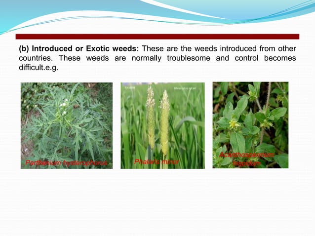 Weed Classification | PPTX