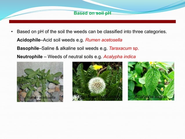 Weed Classification | PPTX