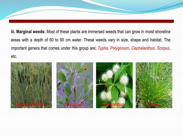 Weed Classification | PPTX