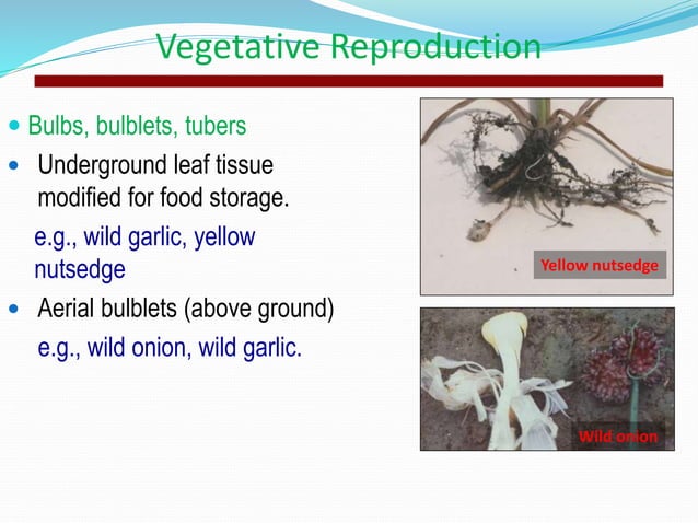 Weed Classification | PPTX