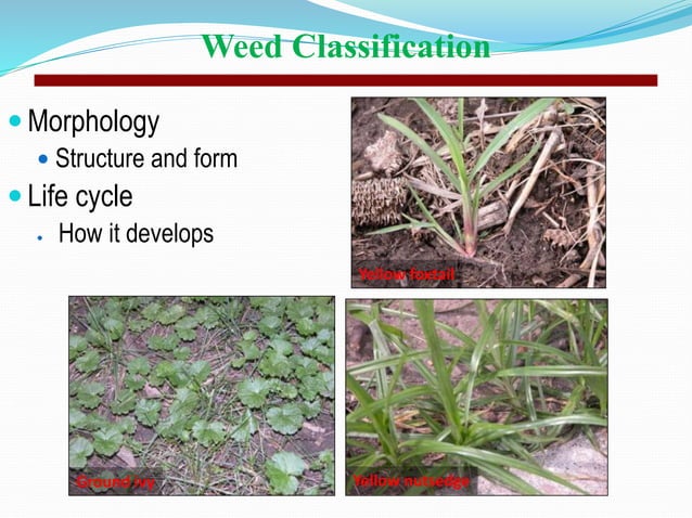 Weed Classification | PPTX