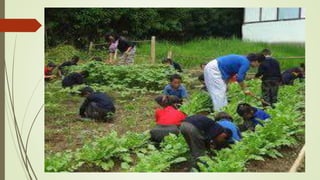 Weeding Methods in Agriculture and Crop.pptx