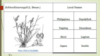 Weeding Methods in Agriculture and Crop.pptx