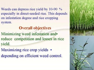 Weed in lowland Rice Field | PPT