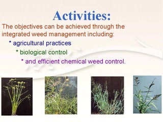 Weed in lowland Rice Field | PPT