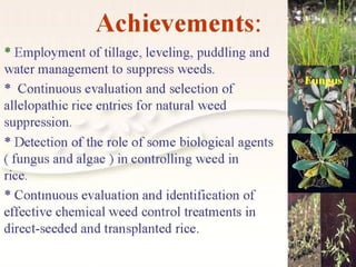 Weed in lowland Rice Field | PPT