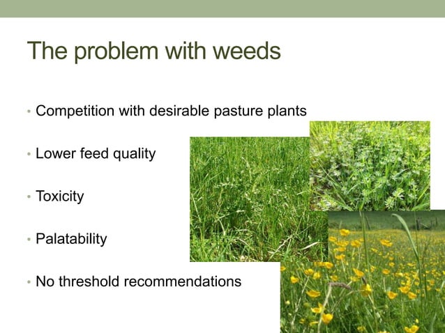Weed management in pastures | PPT