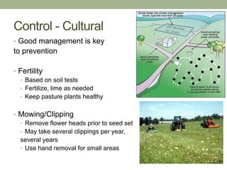 Weed management in pastures | PPTX