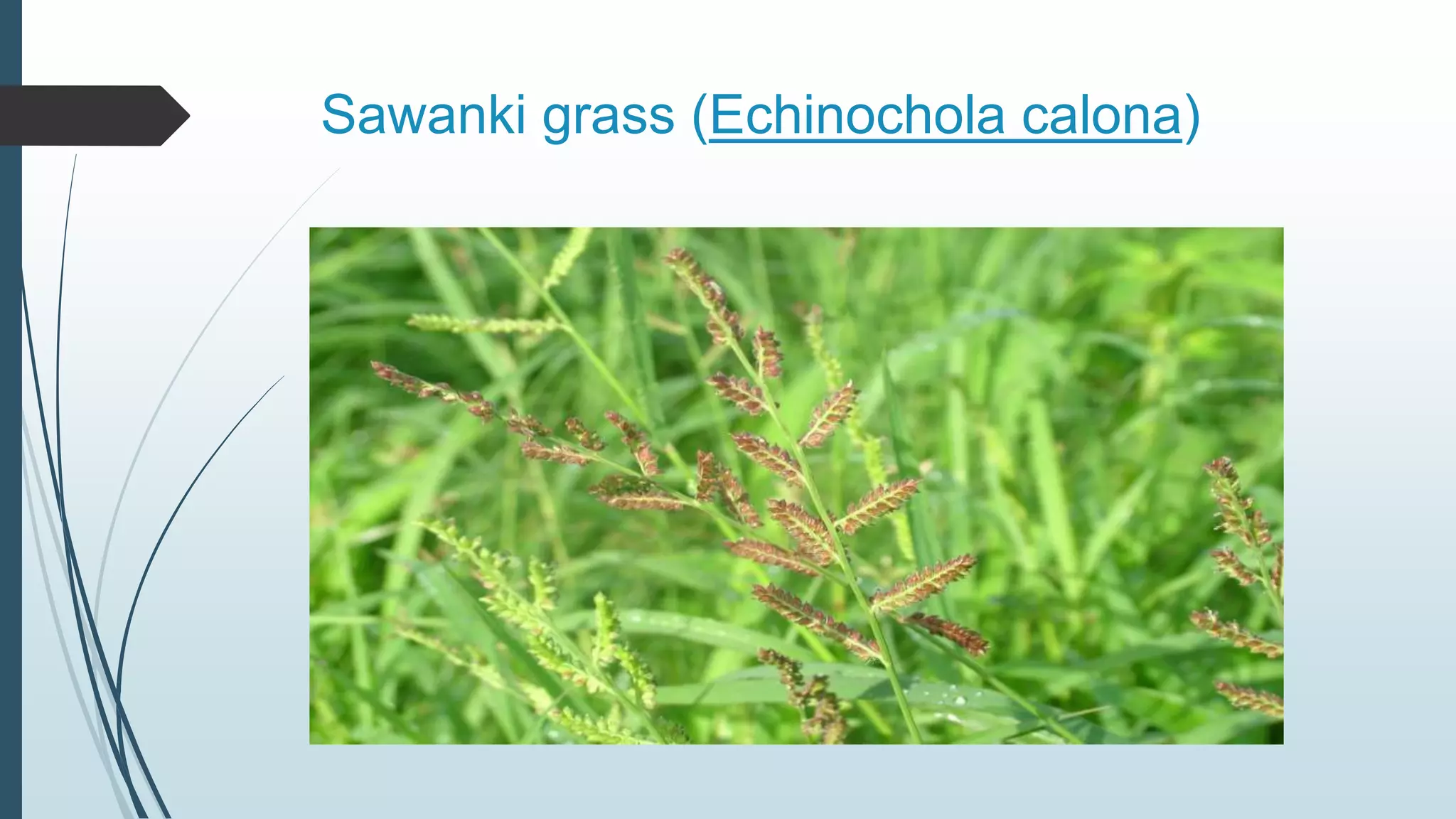 Weed management | PPTX