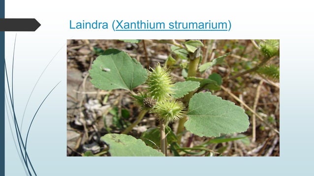 Weed management | PPTX