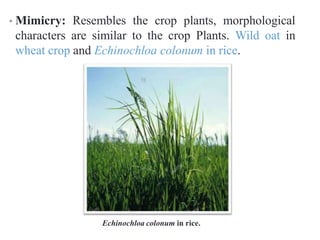 weed_management.pptx