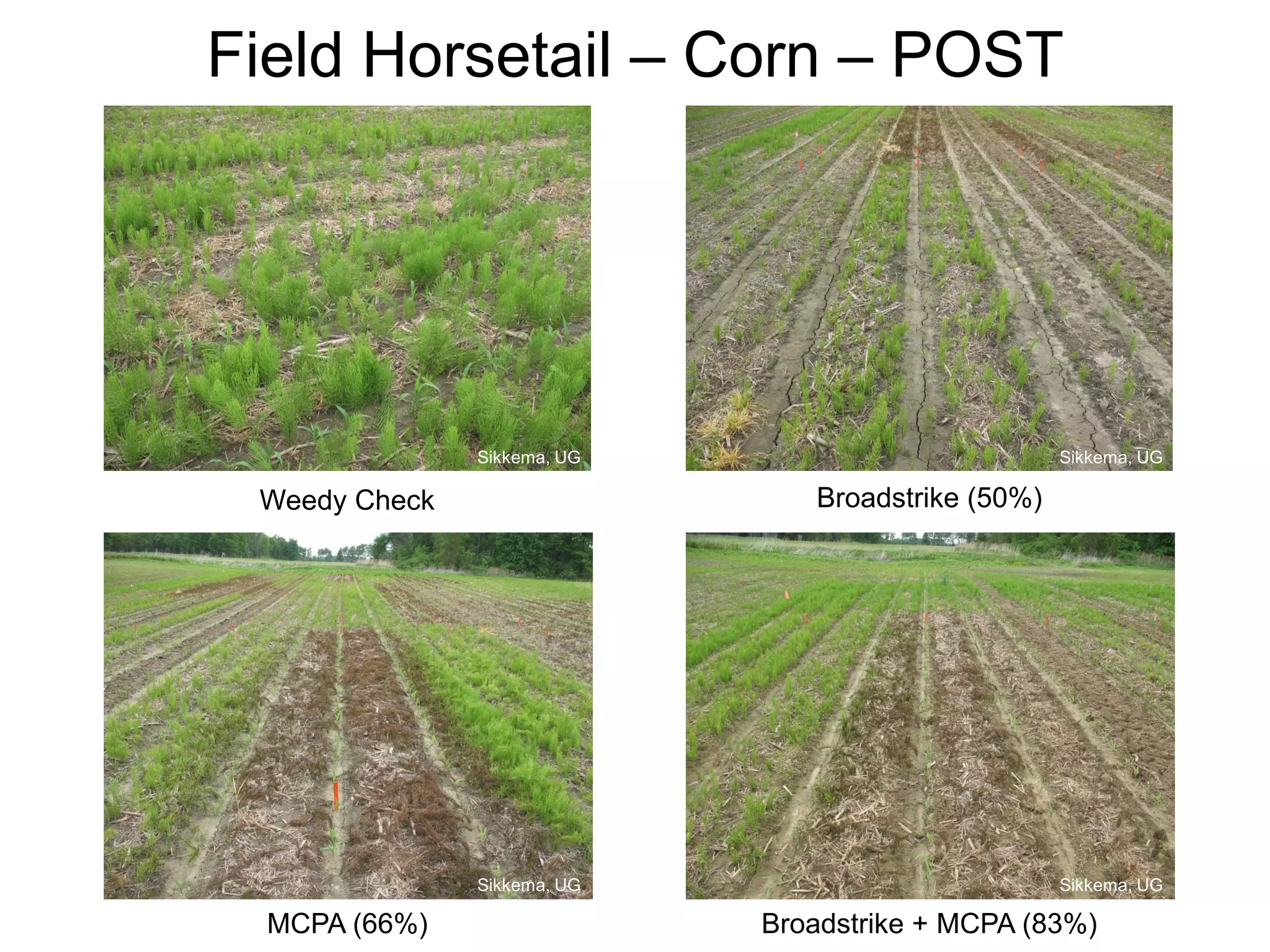 Weed Management - Peter Sikkema - 4 | PDF