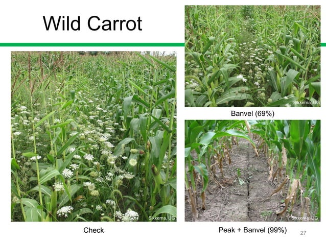 Weed Management - Peter Sikkema - 4 | PDF
