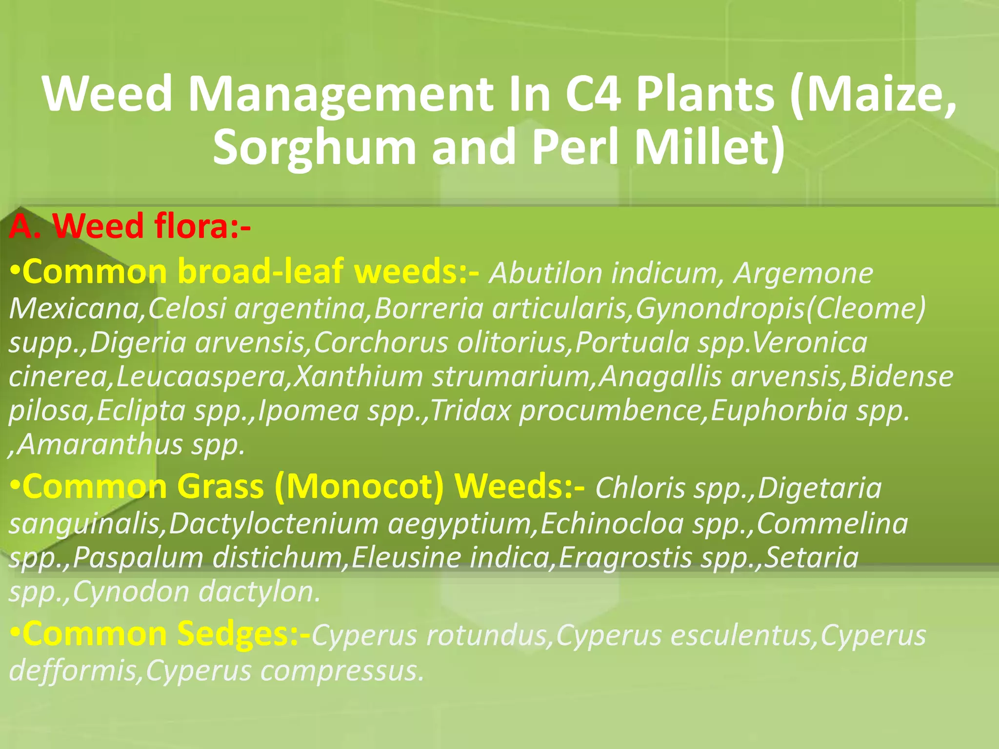 Weed management in maize,sorghum&perl millet plants | PPTX