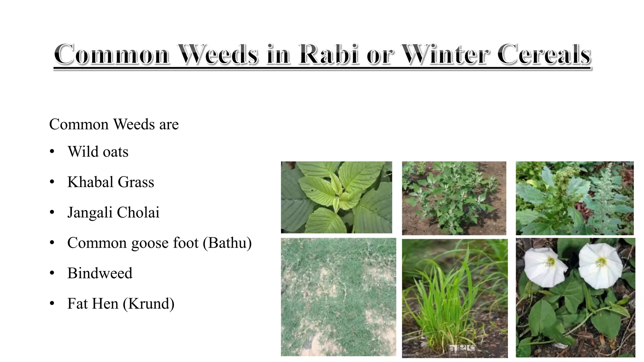 Weed management in cereal crops, Weeds Control | PPTX