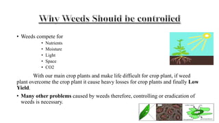 Weed management in cereal crops, Weeds Control | PPTX