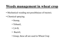 Weed management in cereal crops, Weeds Control | PPTX