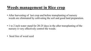 Weed management in cereal crops, Weeds Control | PPTX