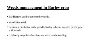 Weed management in cereal crops, Weeds Control | PPTX