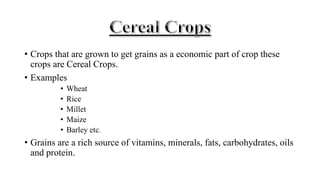 Weed management in cereal crops, Weeds Control | PPTX