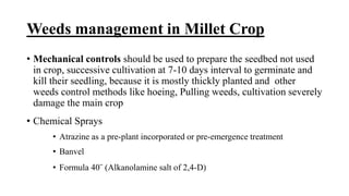 Weed management in cereal crops, Weeds Control | PPTX