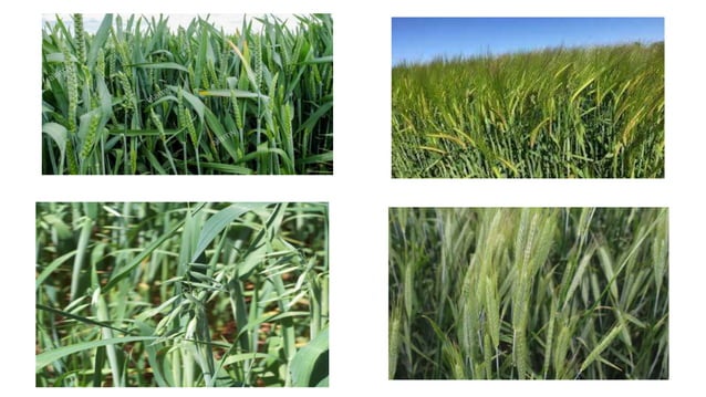 Weed management in cereal crops, Weeds Control | PPTX