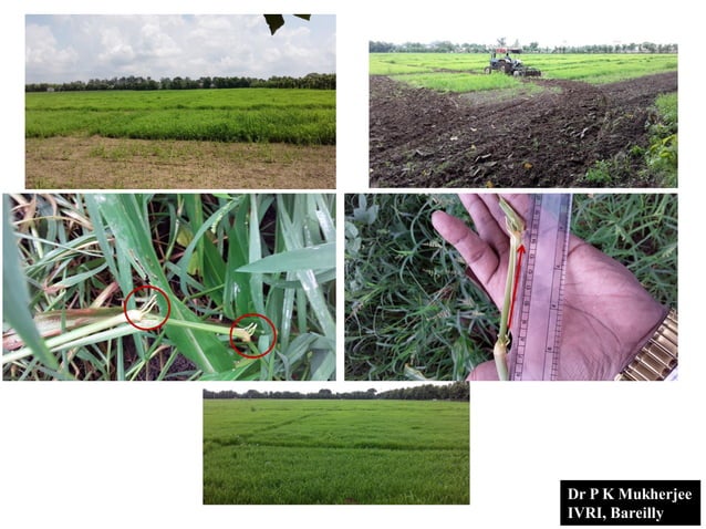 Weed management in fodder crops pijush kanti mukherjee (icar-ivri) | PDF