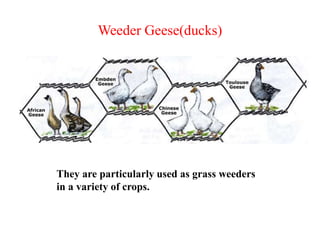 Weed management in organic agriculture | PPTX