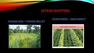 Weed management practices in organic agriculture | PPTX