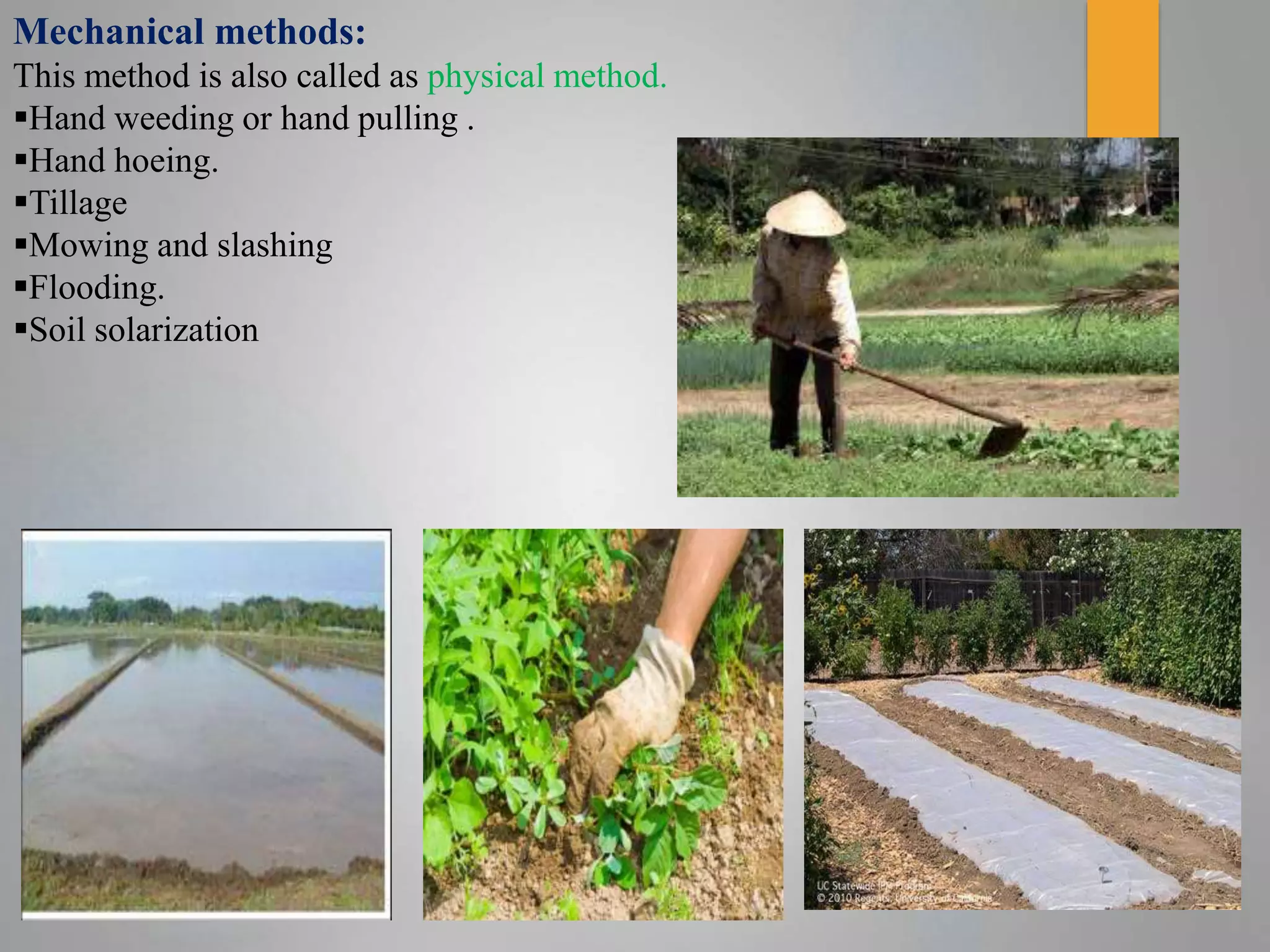 Weed management in rabi pulses | PPT